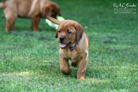 Upcoming Litters - Apple Tree Labradors