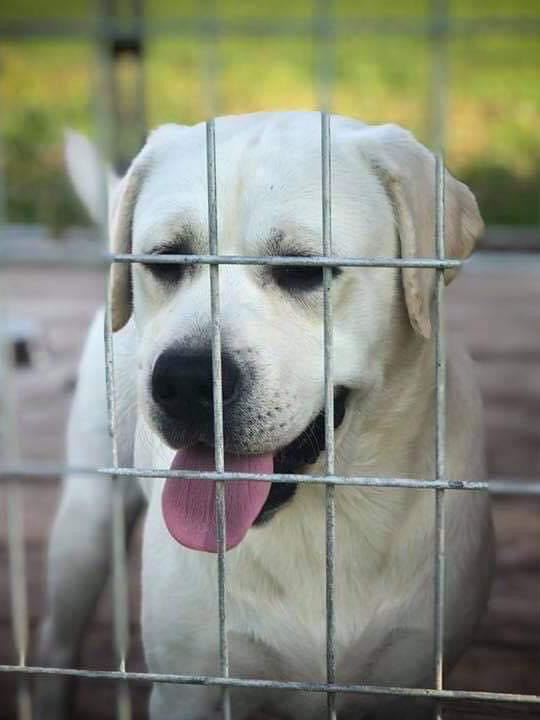 Upcoming Litters - Apple Tree Labradors