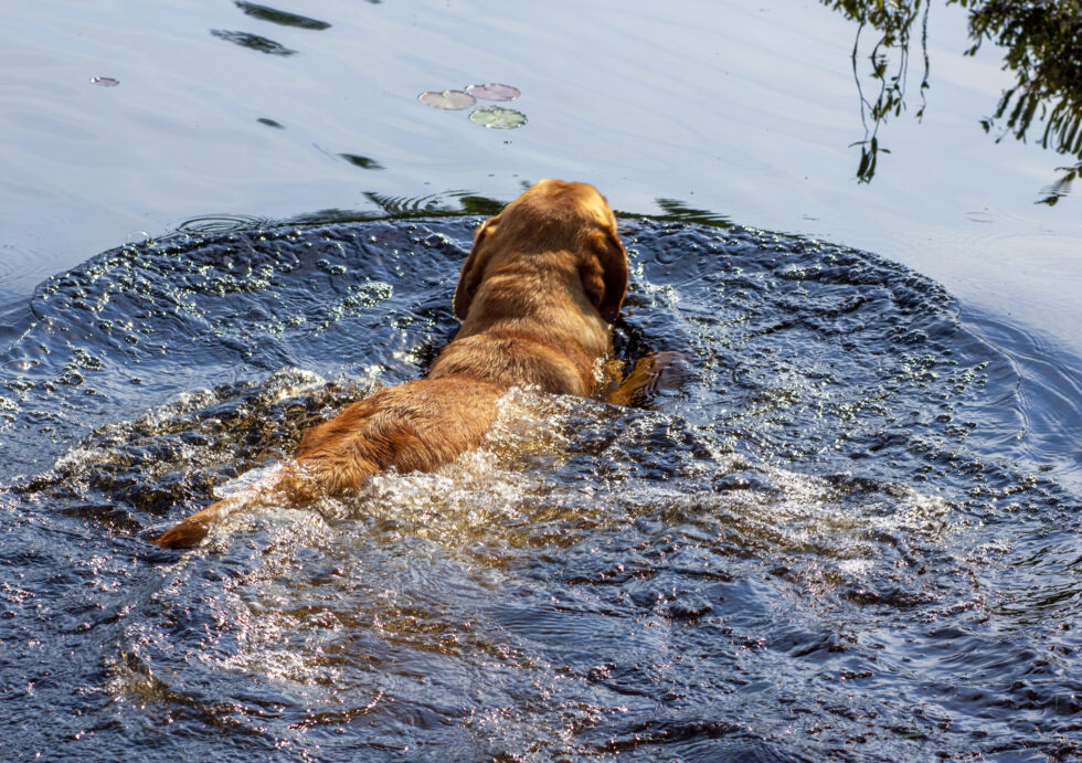 Merida - Apple Tree Labradors