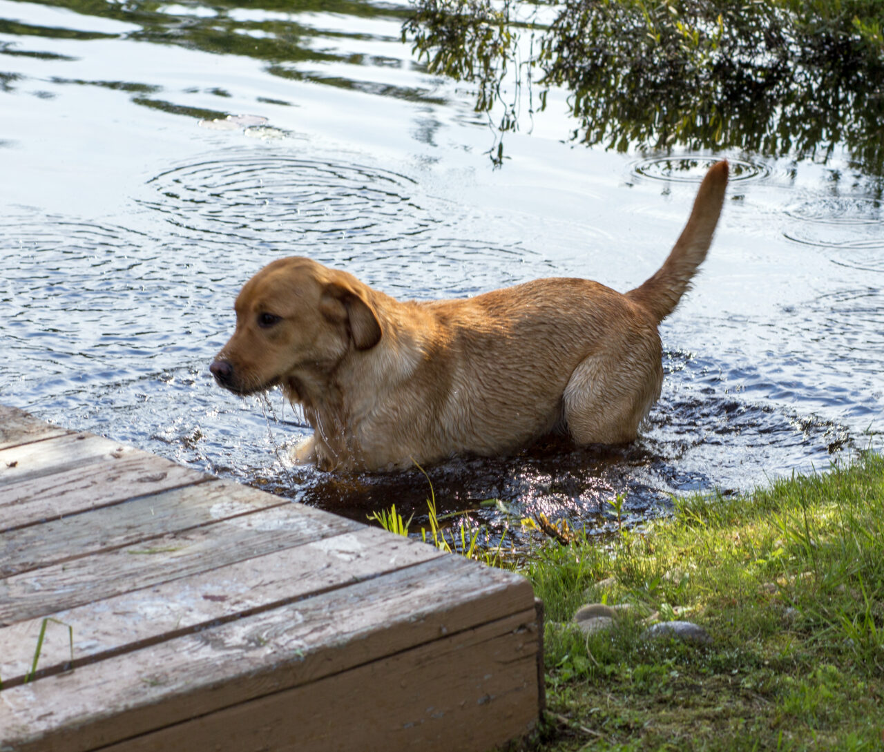 Merida - Apple Tree Labradors