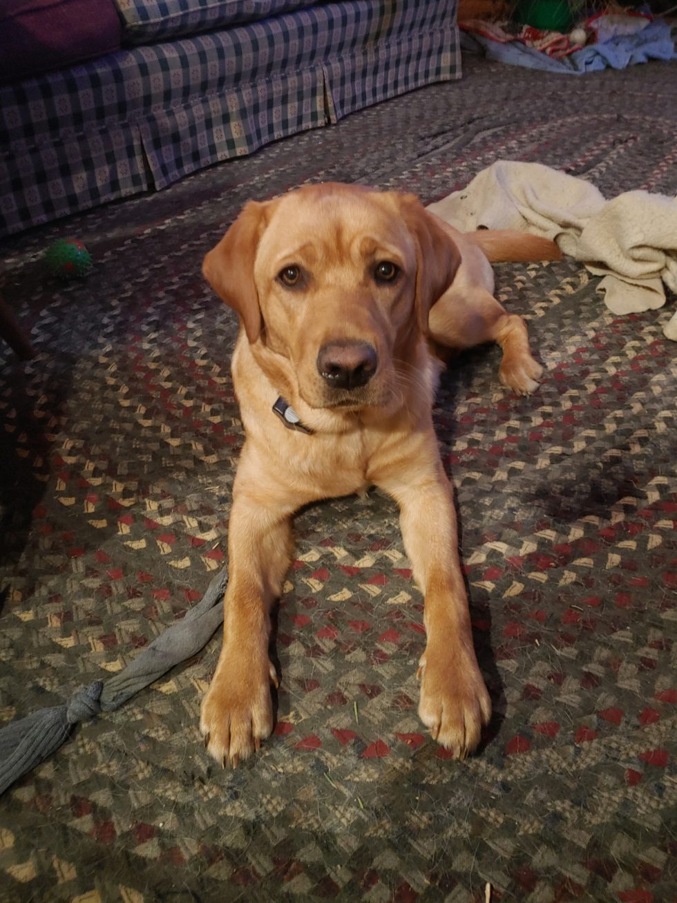 Ruby - Apple Tree Labradors