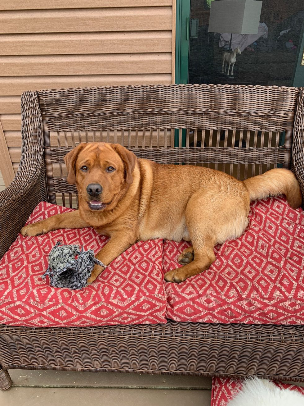 Home - Apple Tree Labradors