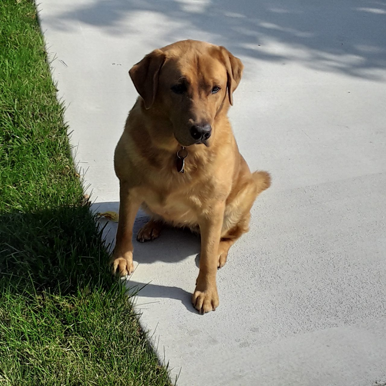 Home - Apple Tree Labradors