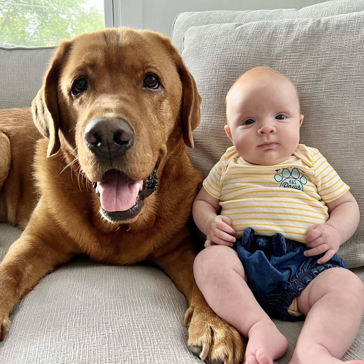Home - Apple Tree Labradors