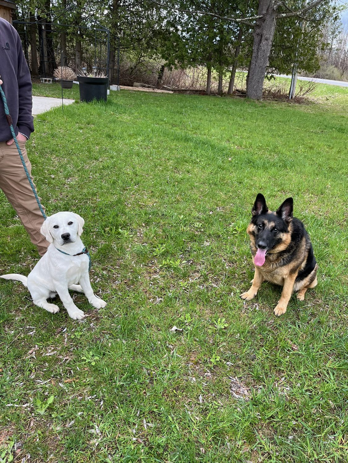 Otis - Apple Tree Labradors