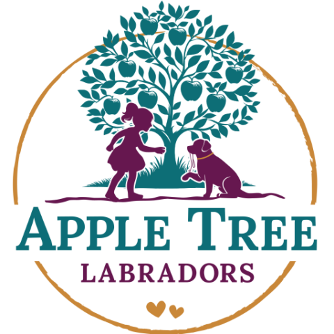 Home - Apple Tree Labradors