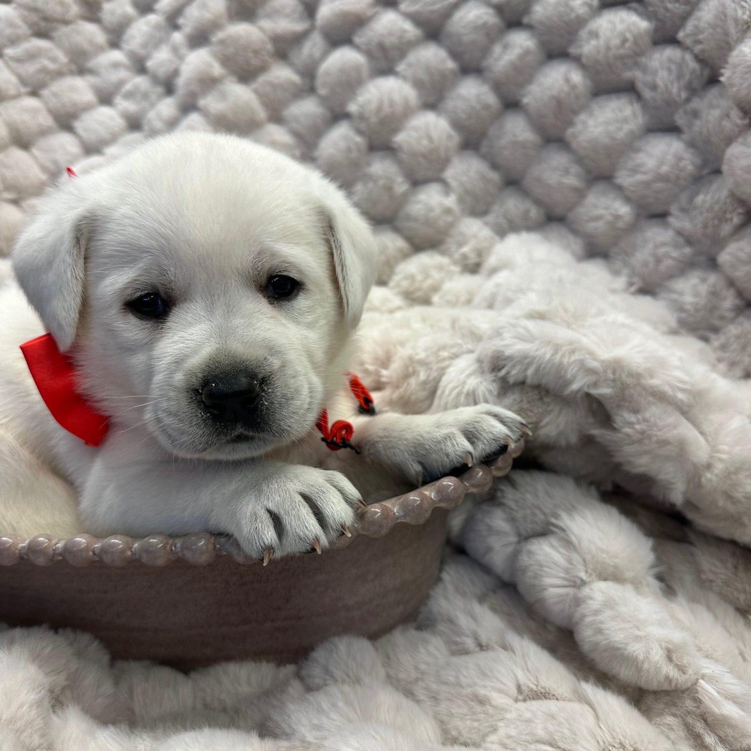 The Lovable White Labrador - Apple Tree Labradors