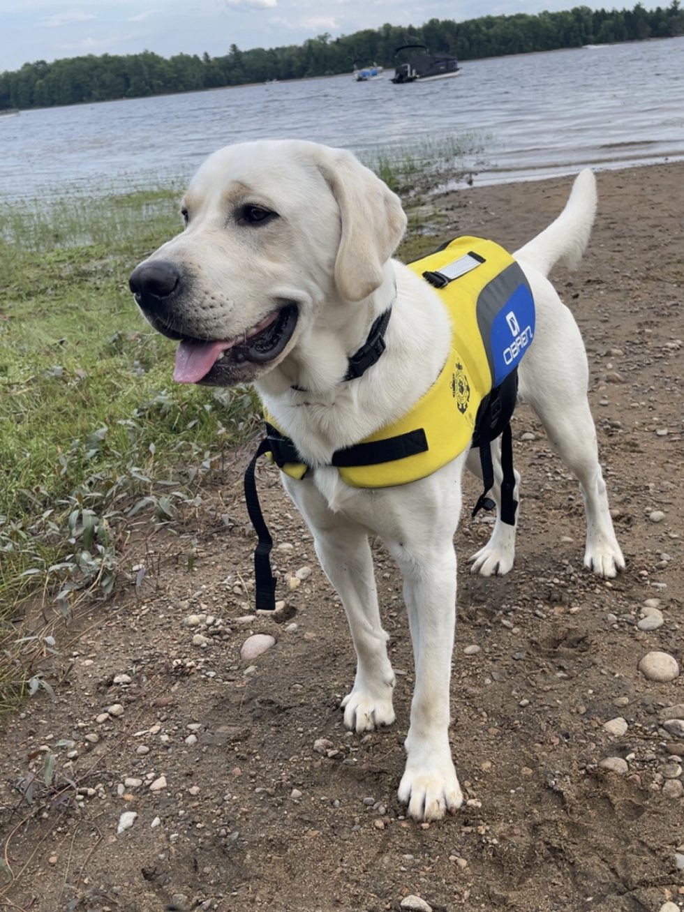 Otis - Apple Tree Labradors